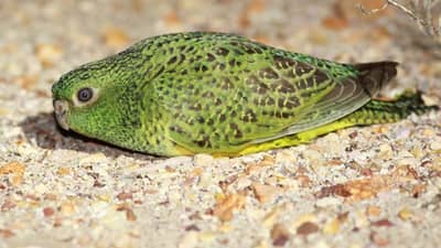 parroter panic night