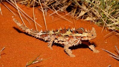 thorny devil pet
