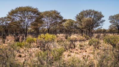 Protecting Brigalow Woodlands | Bush Heritage Australia