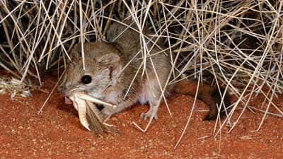 kangaroo hopping mouse