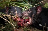 how do tasmanian devils mate