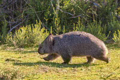 wombat with vampire teeth