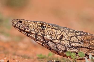 australian lizard large
