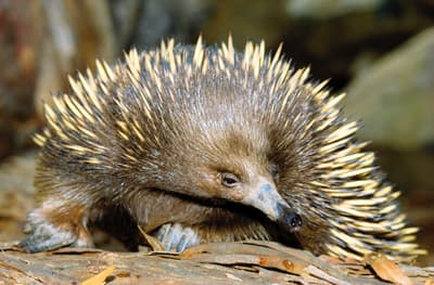 echidna giftig