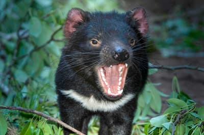 tasmanian devil size