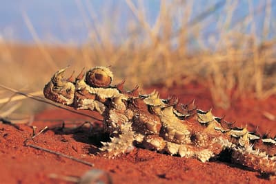 spiky lizard desert
