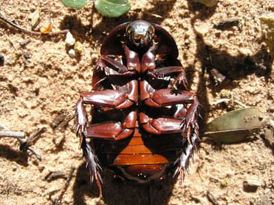 giant cockroach pictures