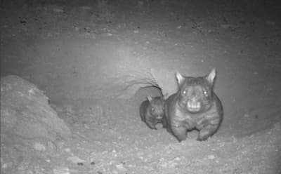 does wombat bite
