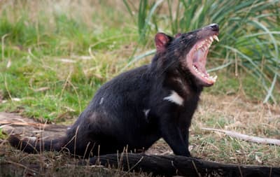 how do tasmanian devils eat
