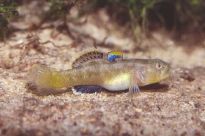 désert goby
