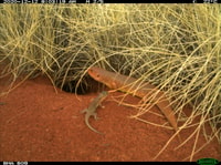 Four Desert Reptiles | Bush Heritage Australia