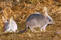 Bringing back the Bilby | Bush Heritage Australia