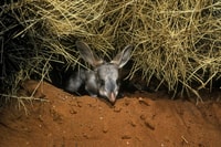 Bringing back the Bilby | Bush Heritage Australia