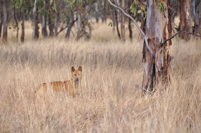 Dingoes (Native Canids) | Bush Heritage Australia