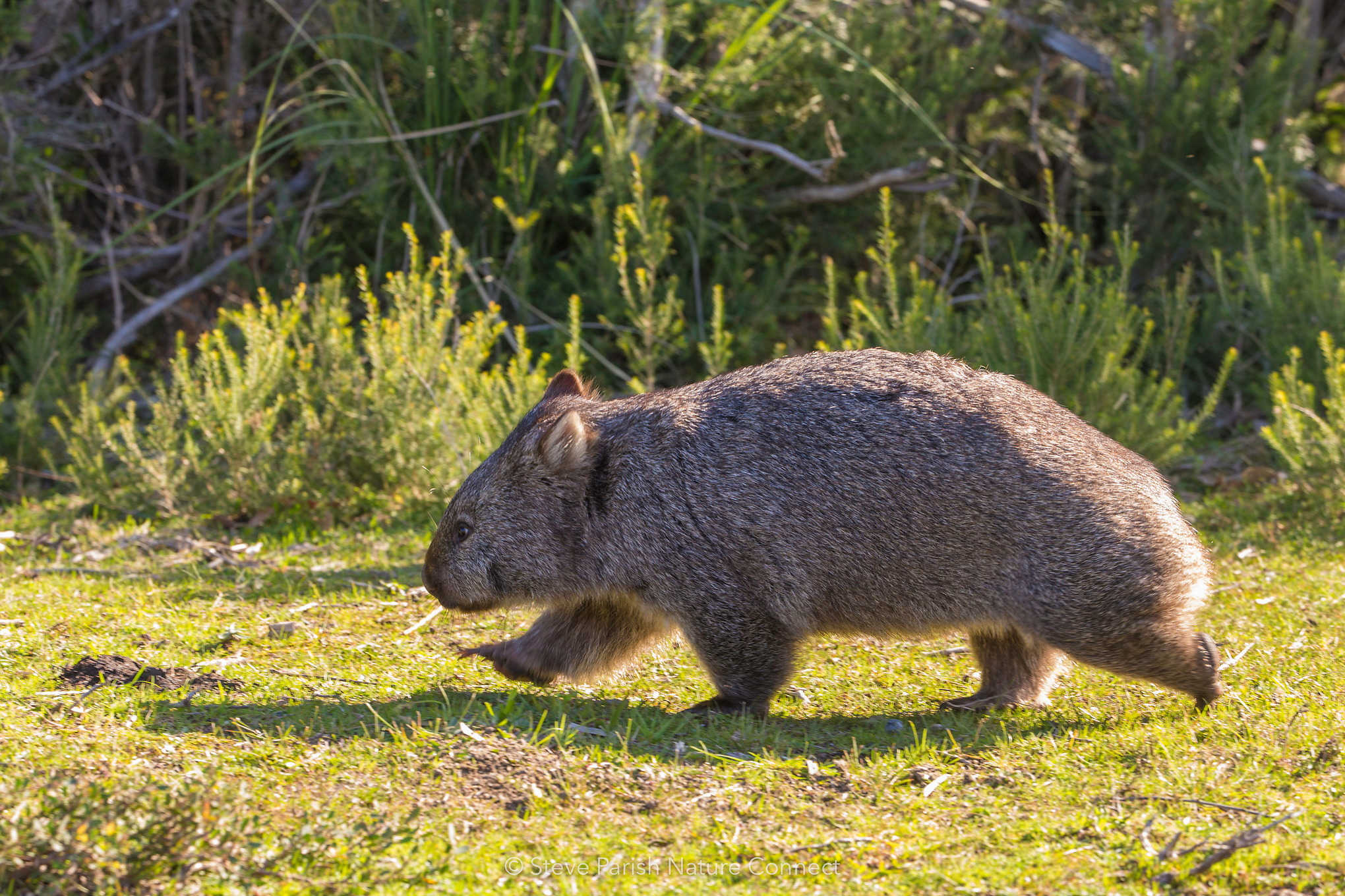Wombat Animal