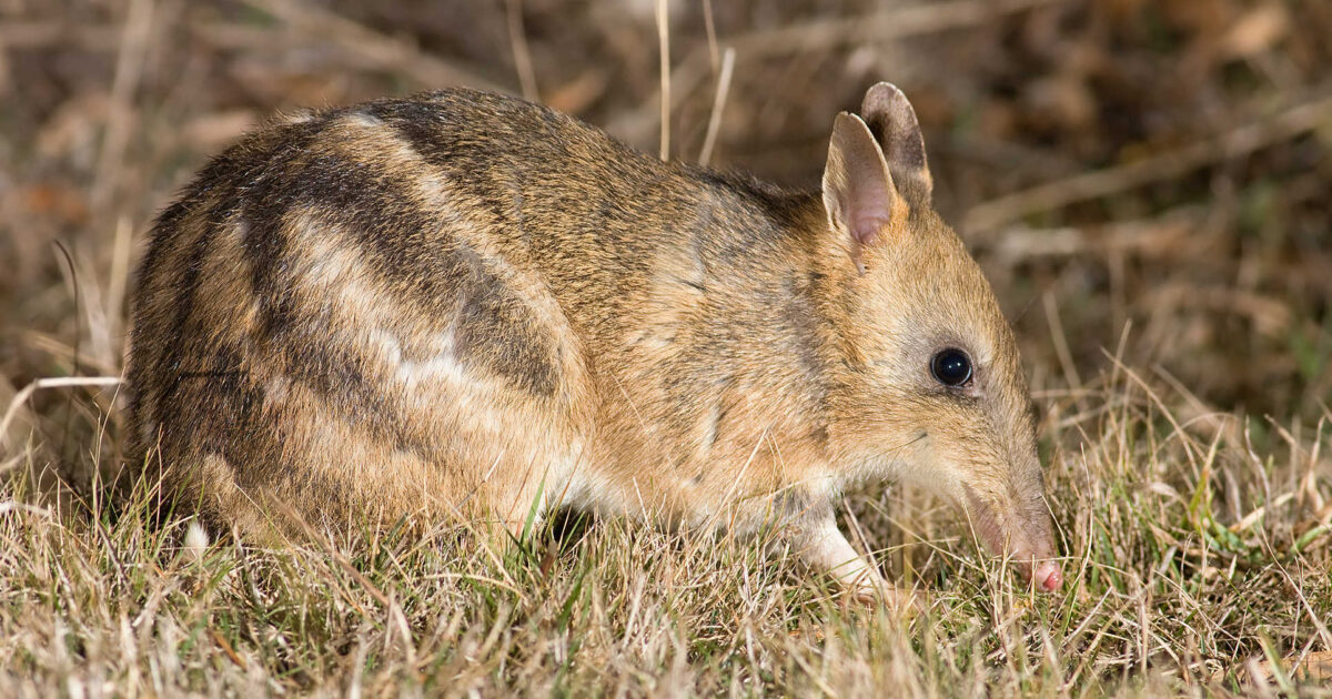 Bandicoots Facts Photos Bush Heritage Australia