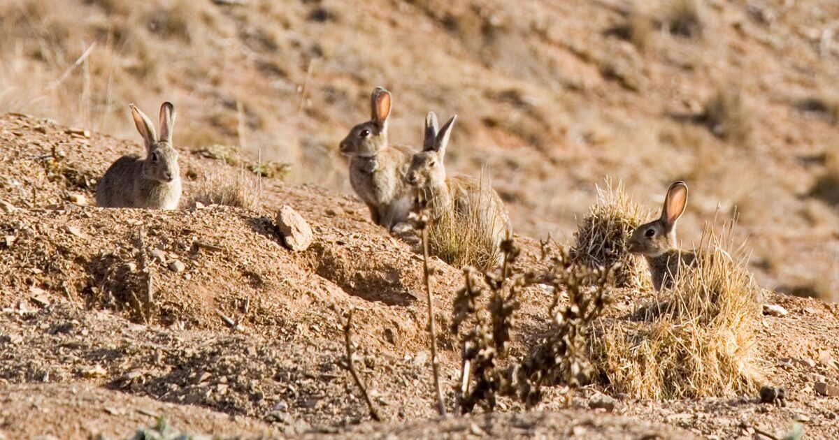The devastating impact of rabbits | Bush Heritage Australia