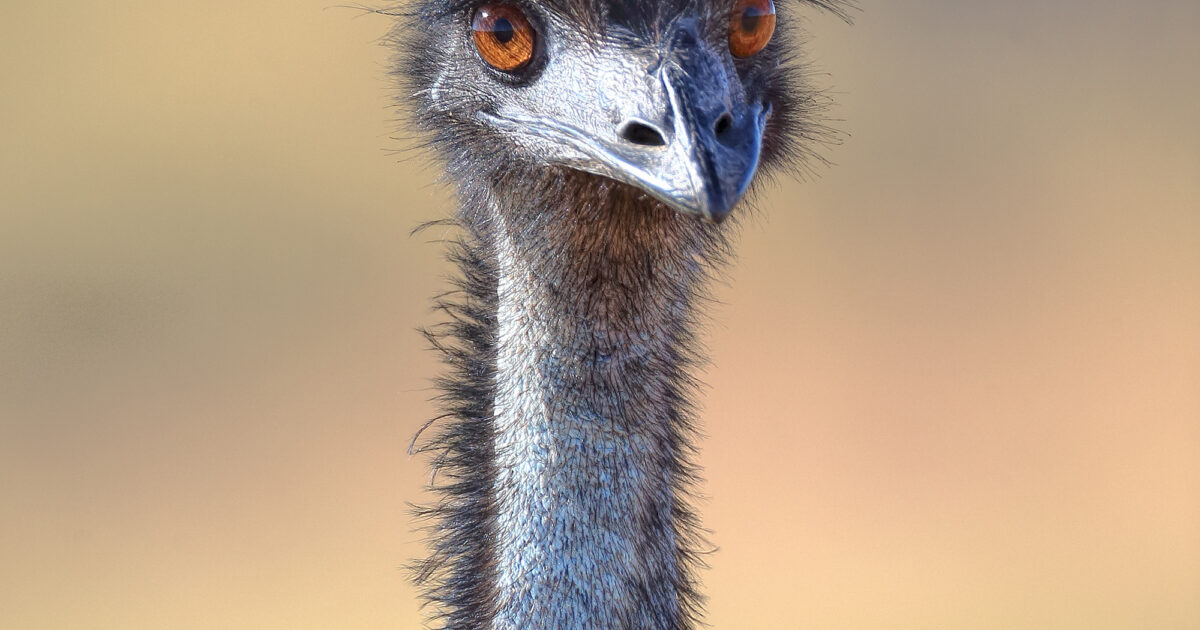 emu bird playing