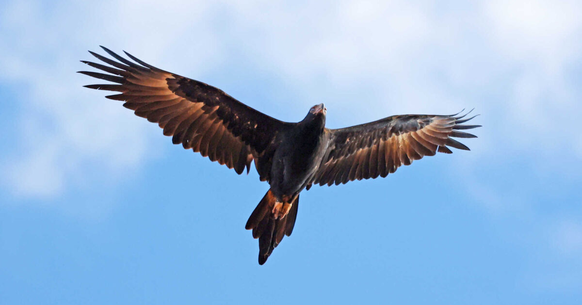 giant extinct australian eagle